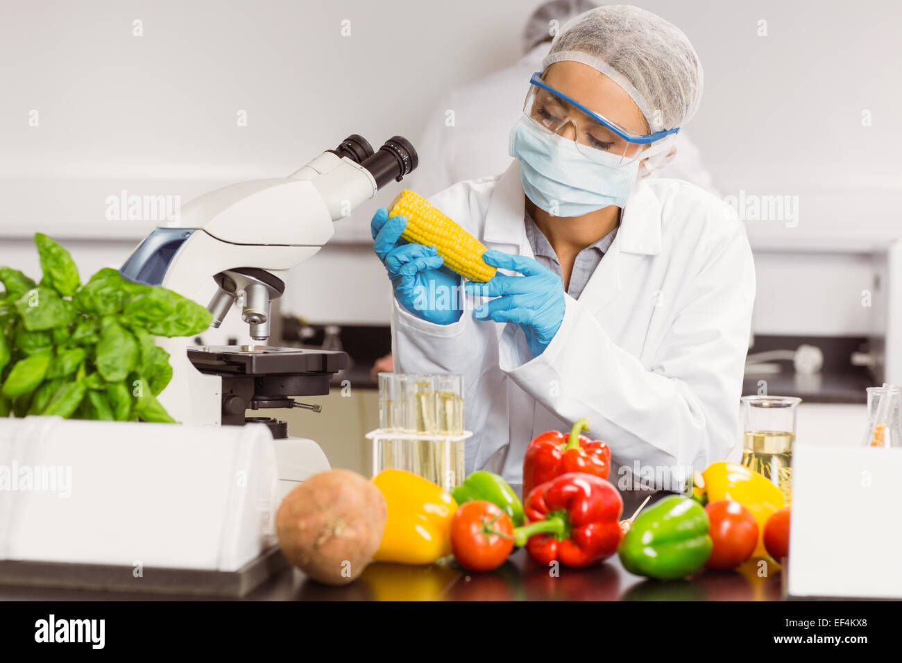 Food scientist looking at corn cob Stock Photo - Alamy