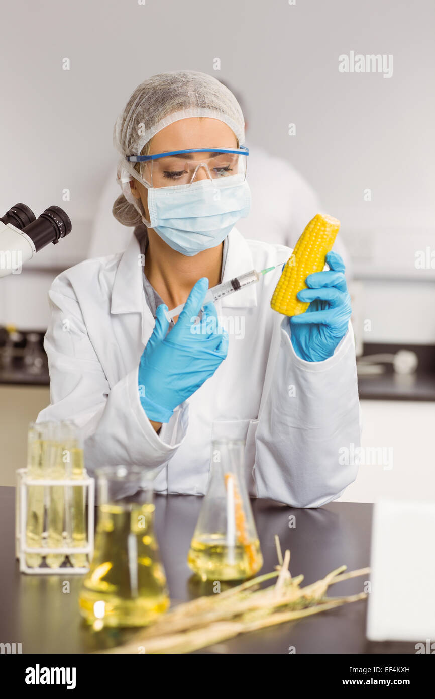 Food scientist injecting a corn cob Stock Photo - Alamy