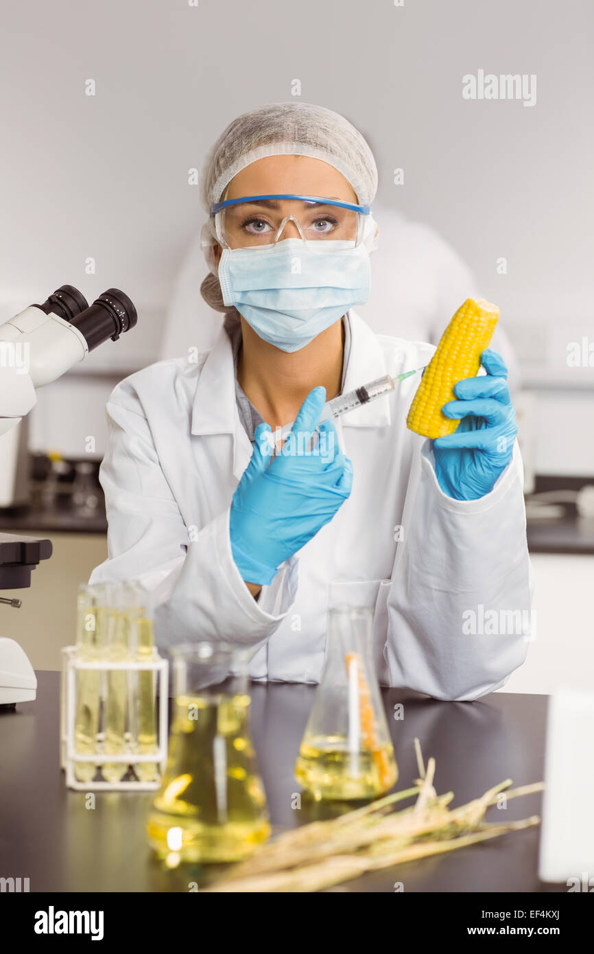 Food scientist injecting a corn cob Stock Photo - Alamy