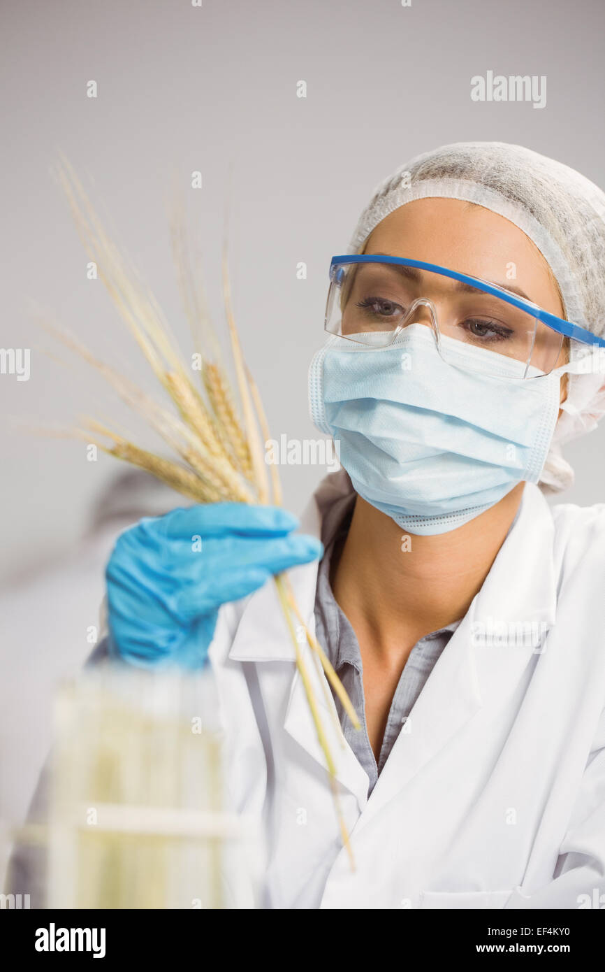 Wheat experiment hi-res stock photography and images - Alamy