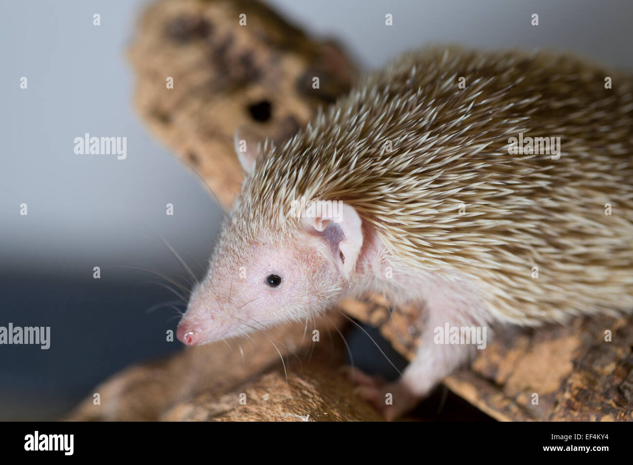Wildlife : Lesser Hedgehog Tenrec - "Echinops telfairi Stock Photo - Alamy