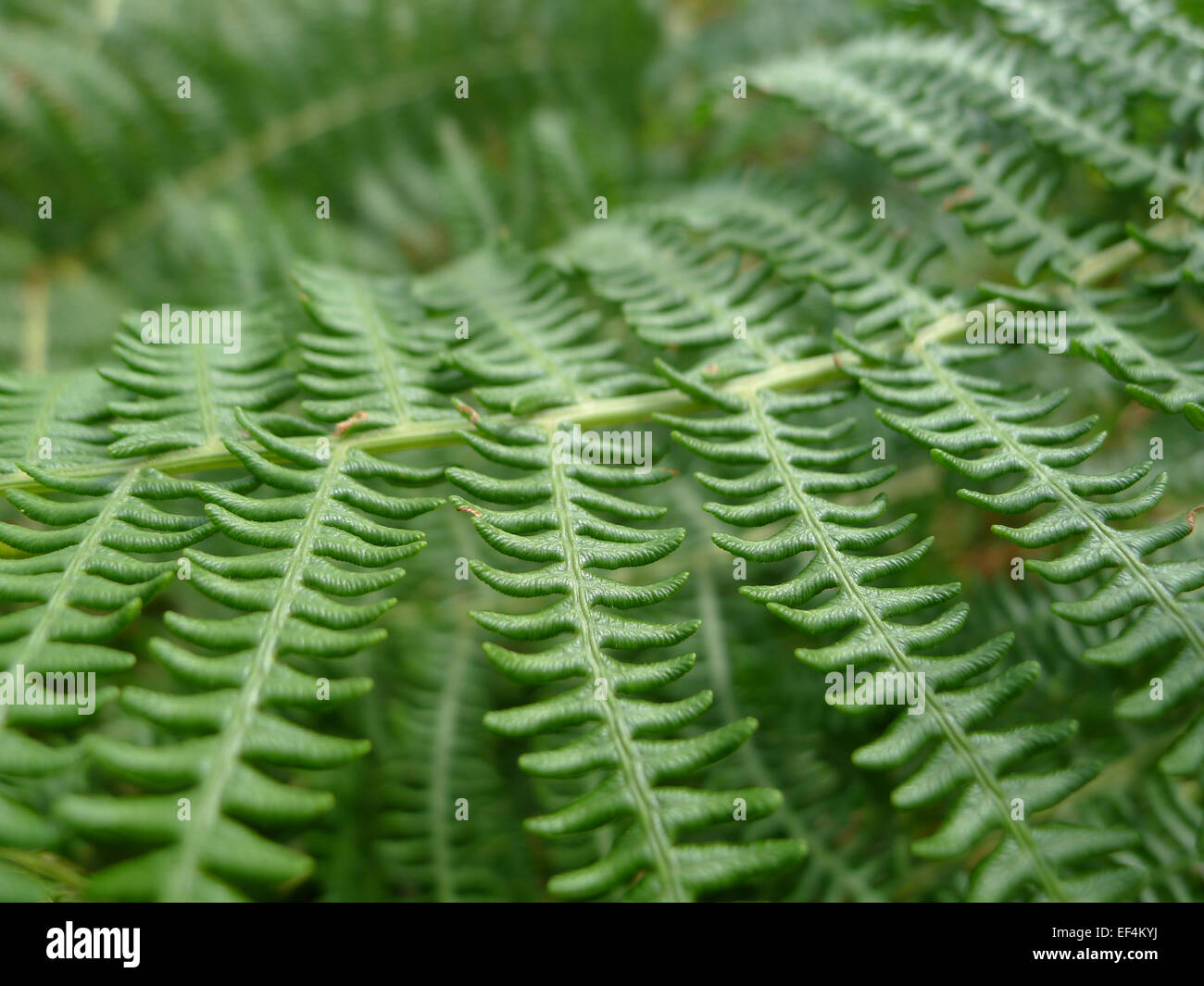 Planta helecho helecho helecho helecho hi-res stock photography and ...