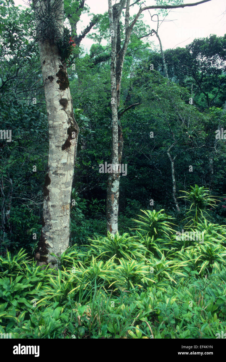 Atlantic forest, Rio de Janeiro state, Brazil Stock Photo - Alamy