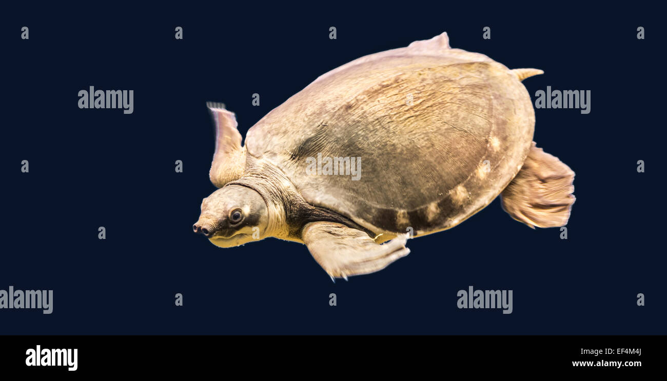 Australian Pig-nosed turtle, also the pitted-shelled turtle Stock Photo ...