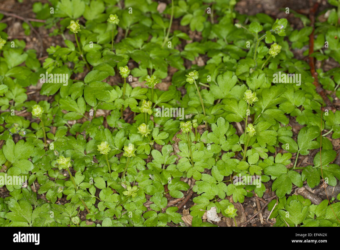 Muskroot hi-res stock photography and images - Alamy