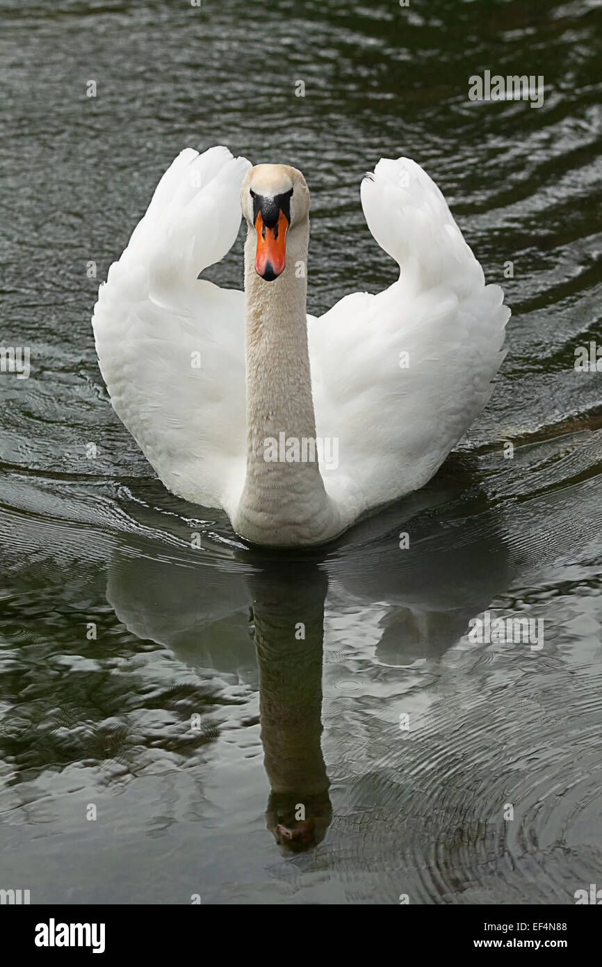 male mute swan swimming with reflections in the water Stock Photo - Alamy