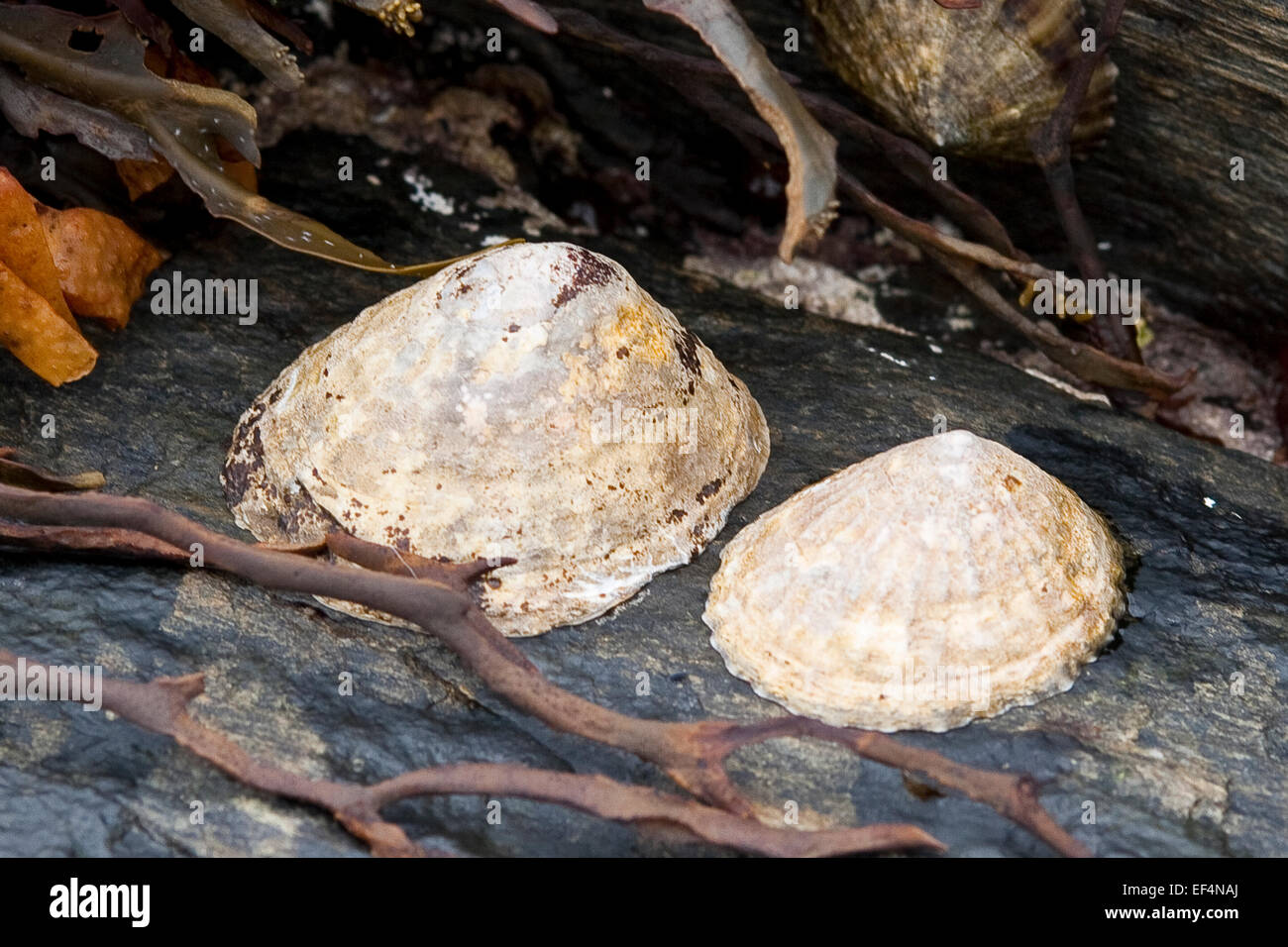 Common European limpet, Gemeine Napfschnecke, Patella vulgata, Ebbe ...