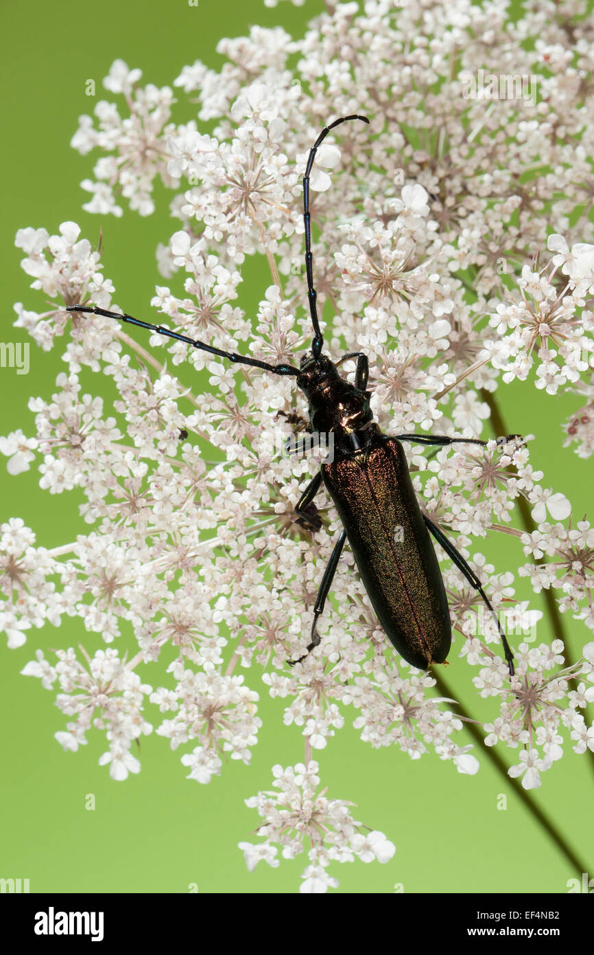 Moschusbock aromia moschata hi-res stock photography and images - Alamy