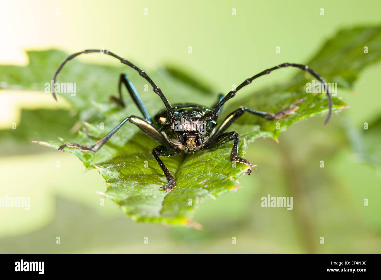 Musk beetle, Moschusbock, Moschus-Bock, Moschusbockkäfer, Moschus ...