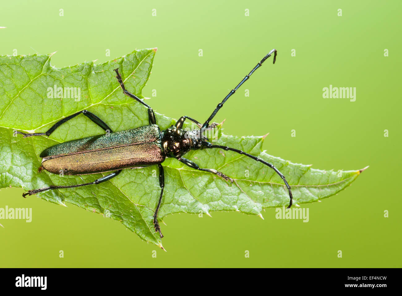 Musk beetle, Moschusbock, Moschus-Bock, Moschusbockkäfer, Moschus ...