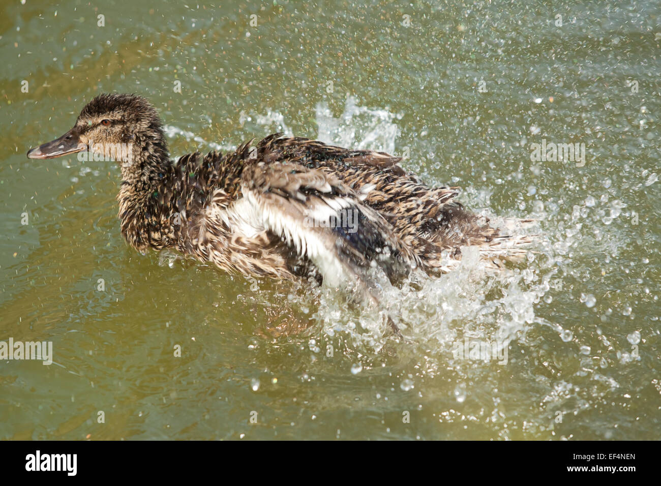 female duck having a wash Stock Photo - Alamy