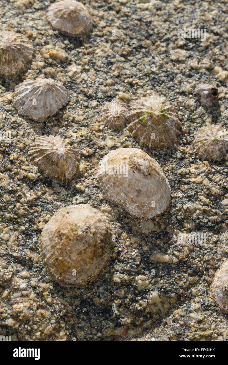 Common European limpet, Gemeine Napfschnecke, Patella vulgata, Ebbe ...