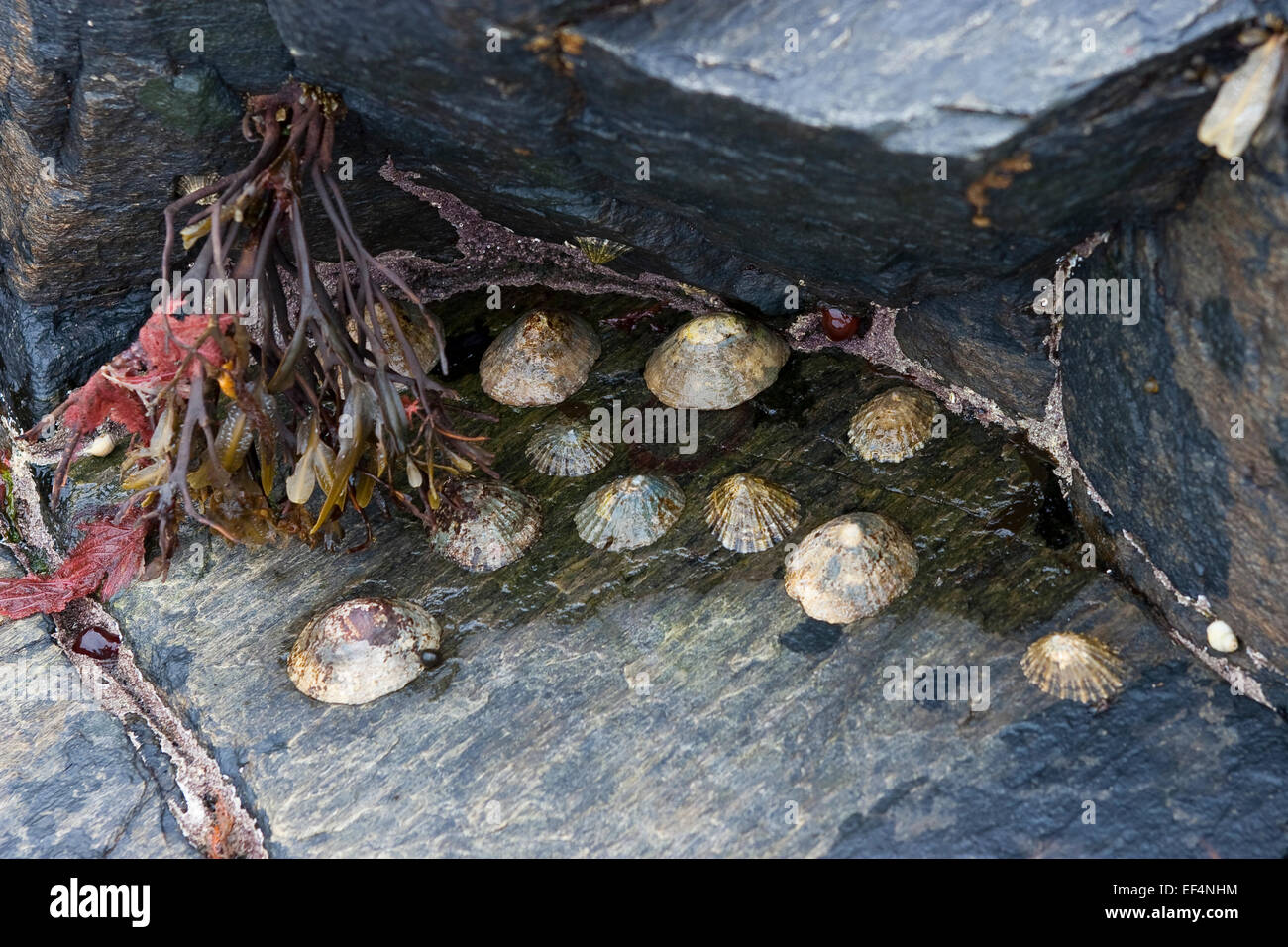 Common European limpet, Gemeine Napfschnecke, Patella vulgata, Ebbe ...
