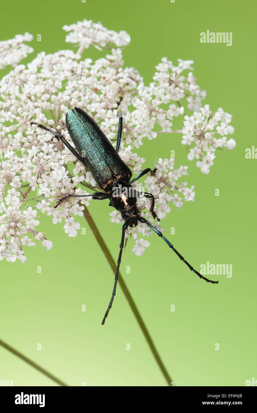 Horned beetles hi-res stock photography and images - Alamy