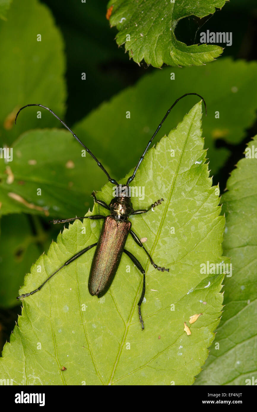 Moschus bock hi-res stock photography and images - Alamy