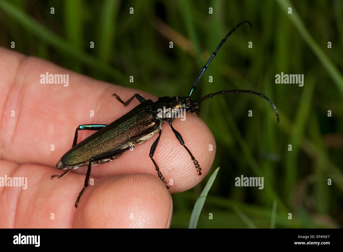 Musk beetle, Moschusbock, Moschus-Bock, Moschusbockkäfer, Moschus ...
