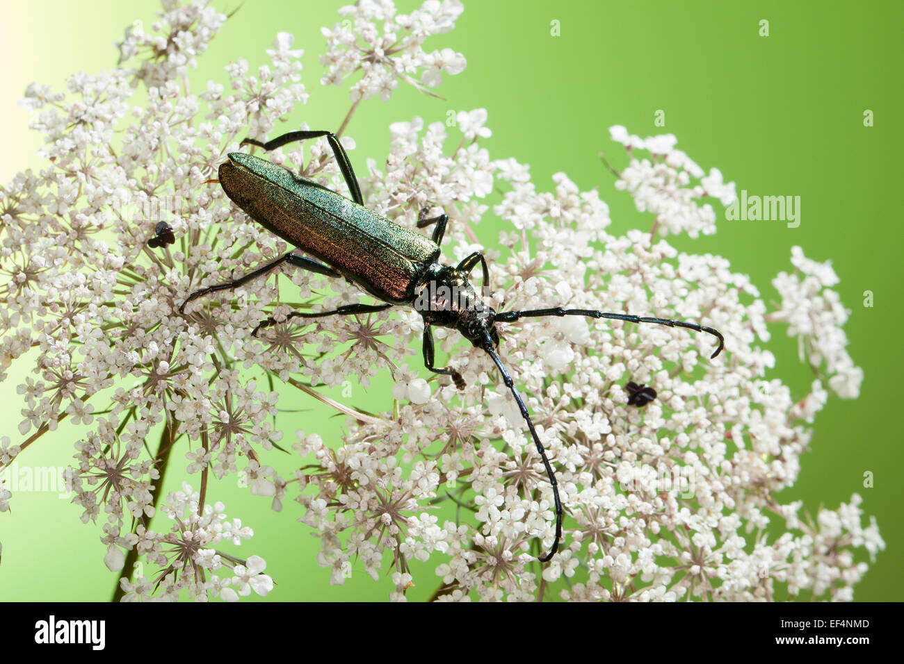 Long horned beetles hi-res stock photography and images - Alamy