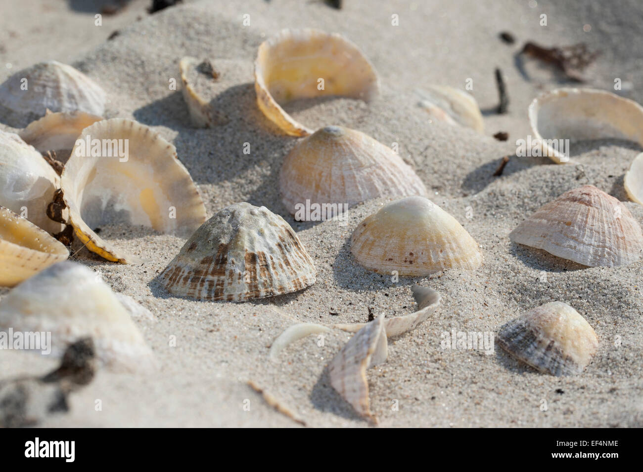 Napfschnecken hi-res stock photography and images - Alamy