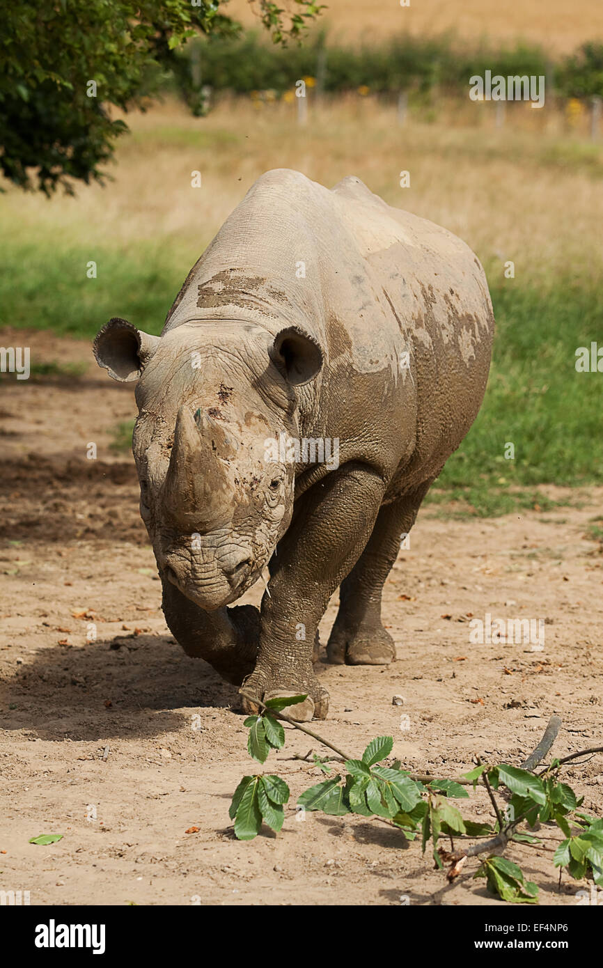 Black rhino walking in the sun Stock Photo - Alamy