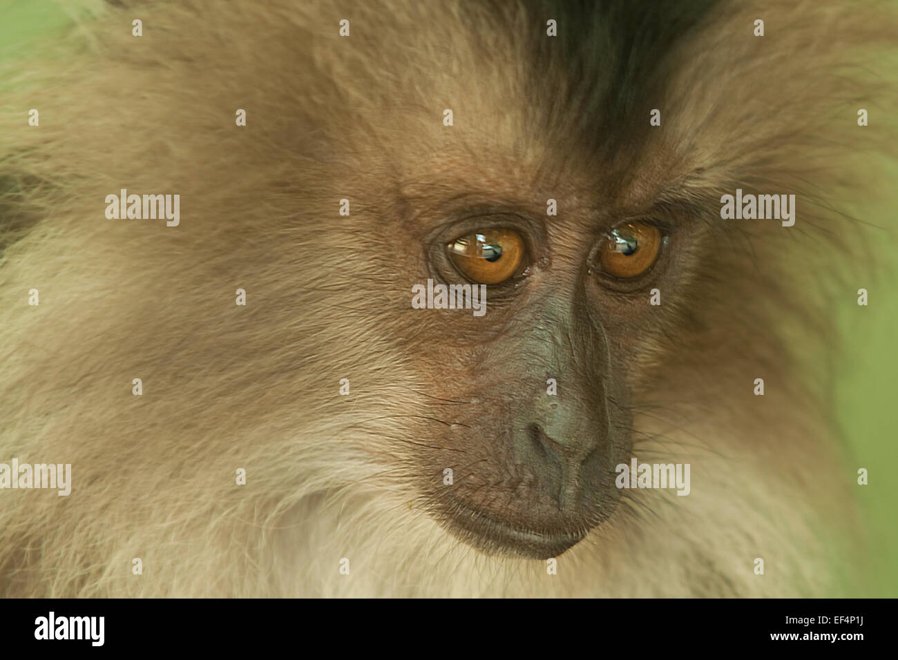 Lion tailed macaque hi-res stock photography and images - Alamy