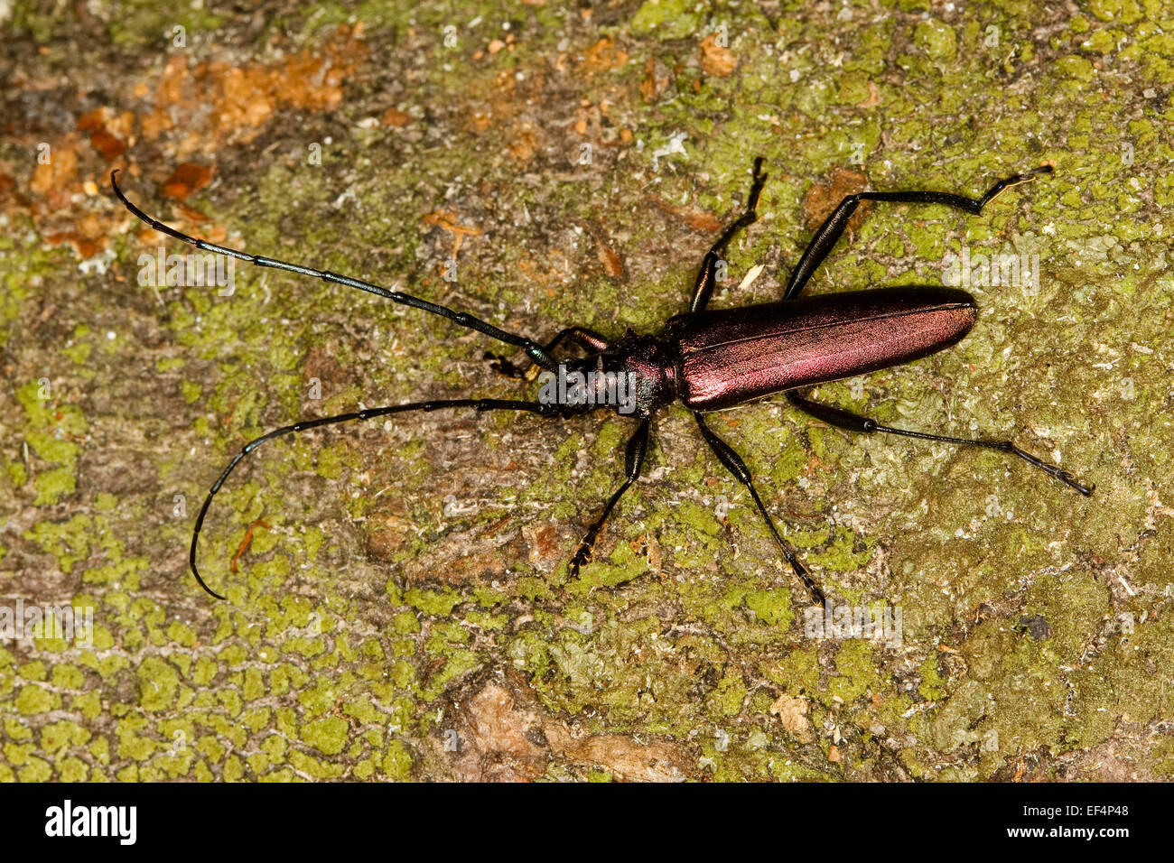Musk beetle, Moschusbock, Moschus-Bock, Moschusbockkäfer, Moschus ...