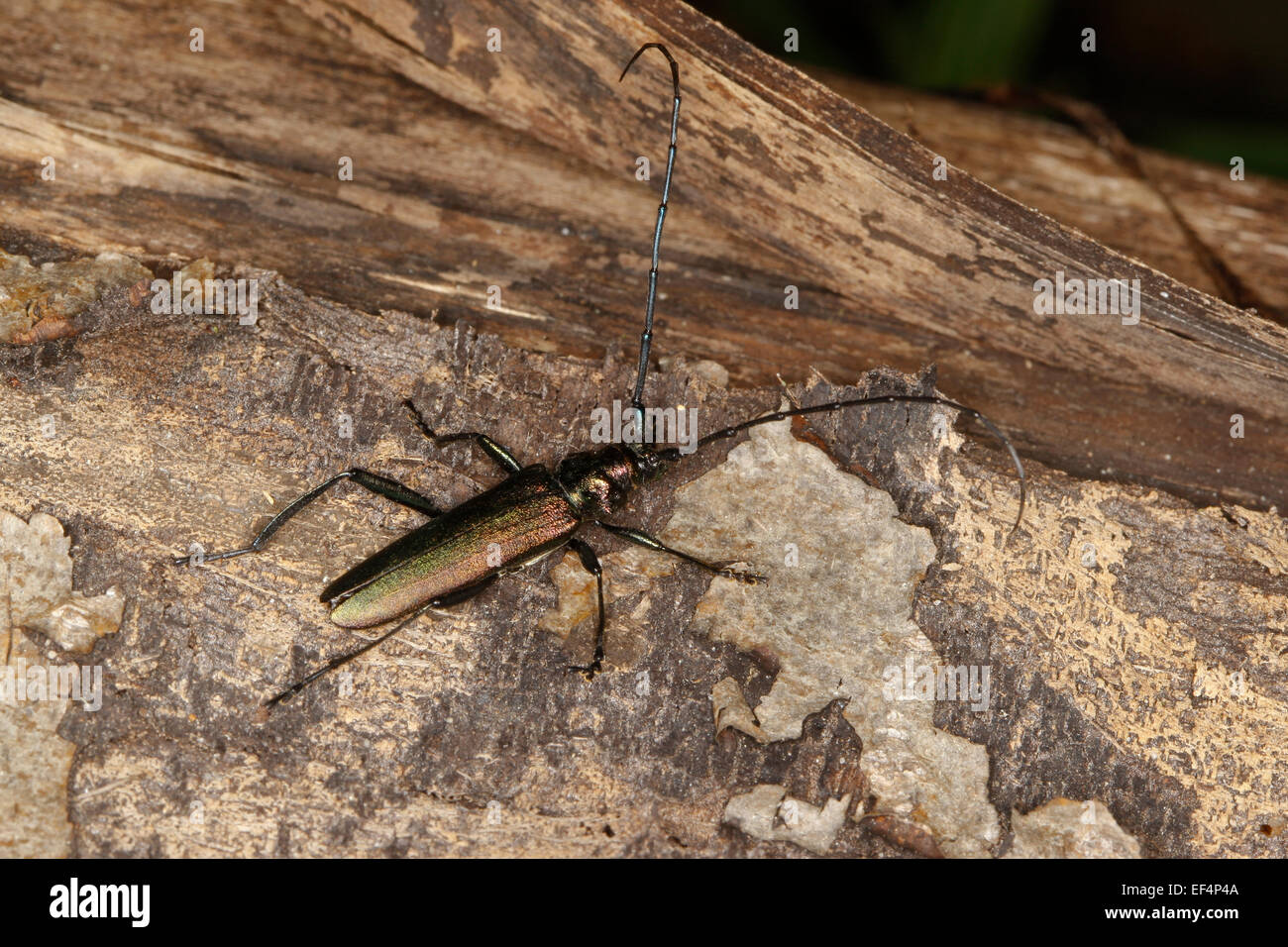 Moschus bock hi-res stock photography and images - Alamy