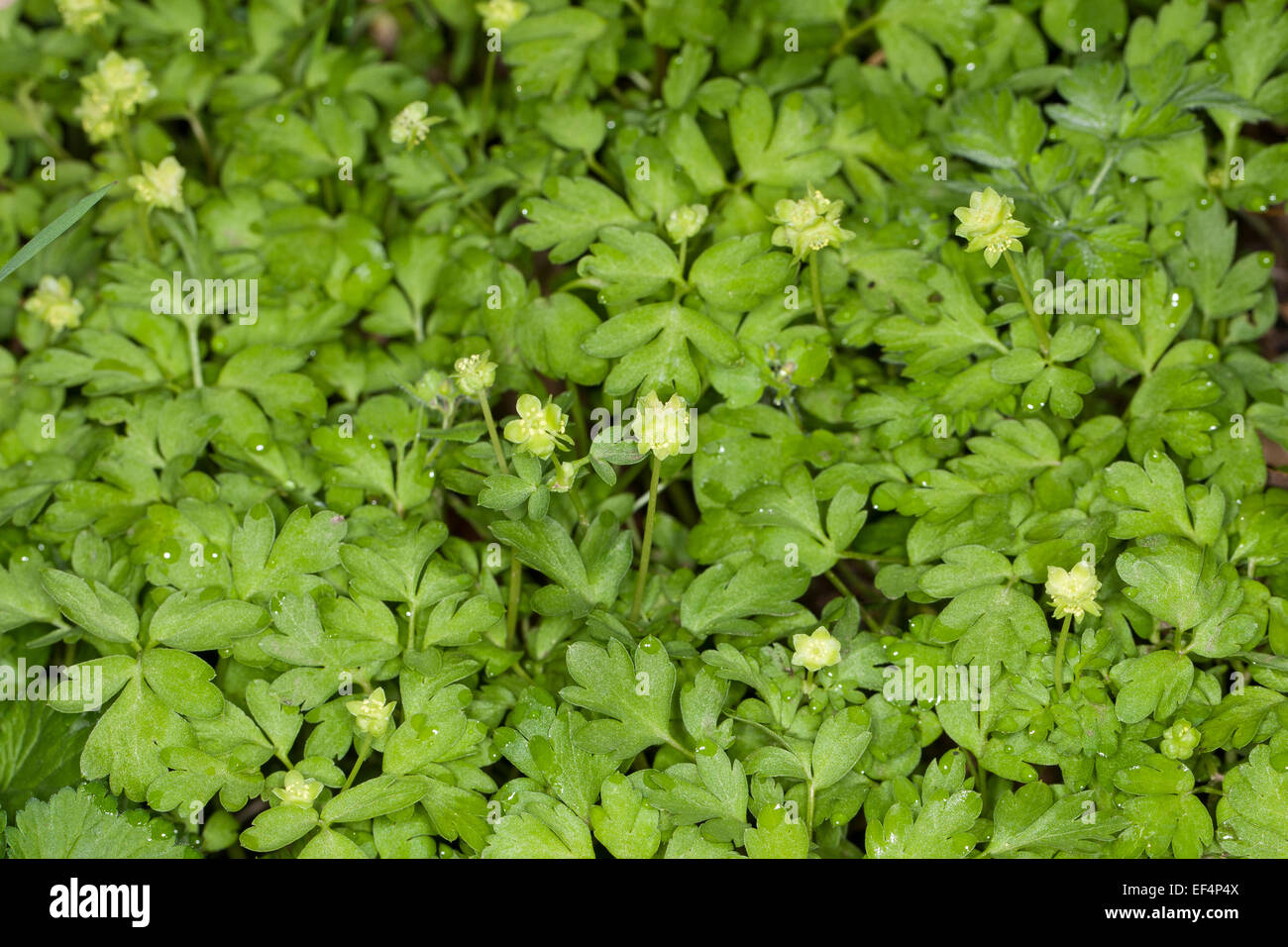 Muskroot hi-res stock photography and images - Alamy