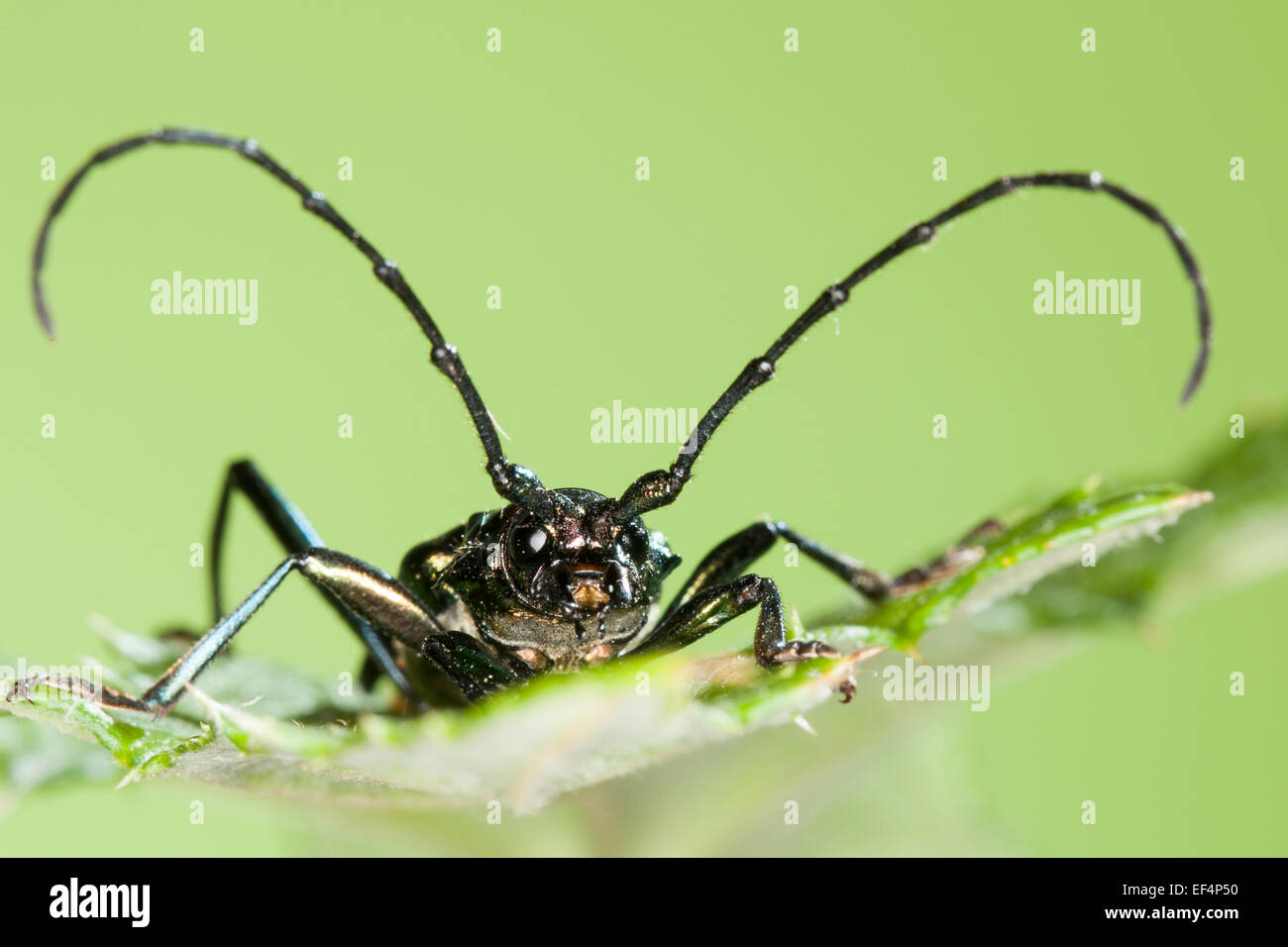 Musk beetle, Moschusbock, Moschus-Bock, Moschusbockkäfer, Moschus ...