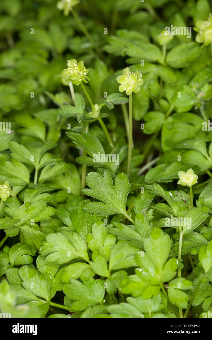 Moschatel, five-faced bishop, hollowroot, muskroot, tuberous crowfoot ...