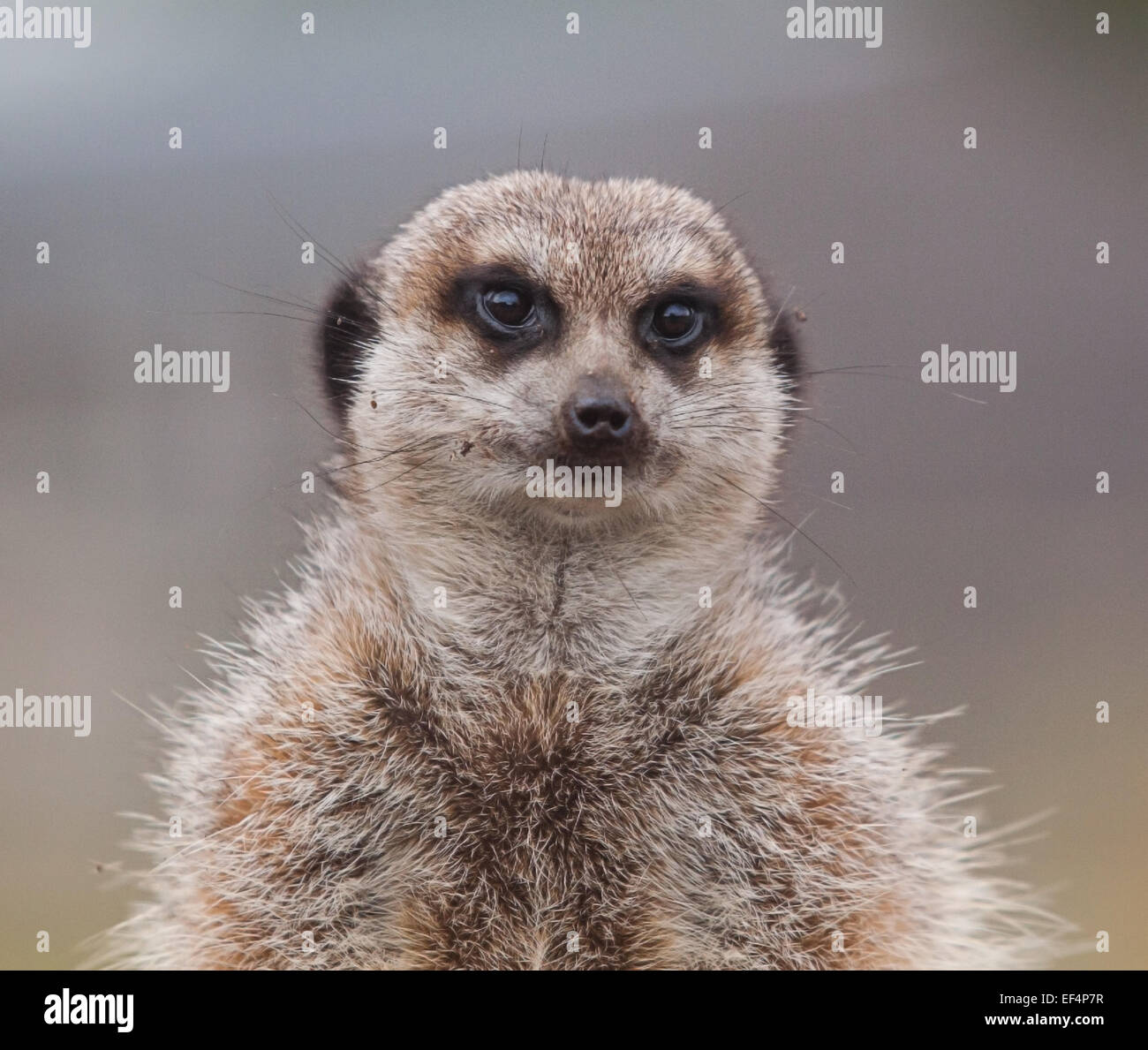 Photo portrait of an alert Meerkat Stock Photo - Alamy