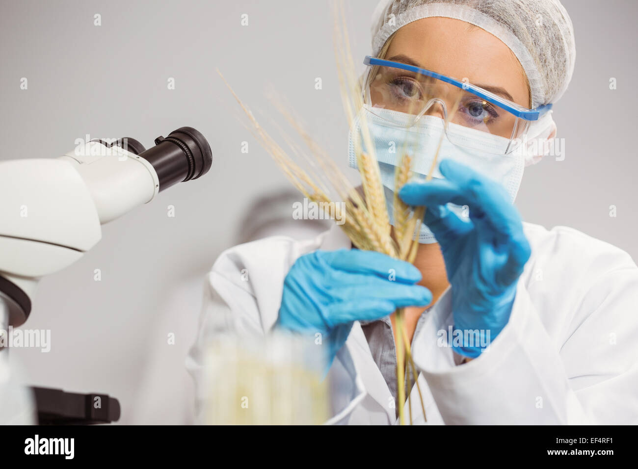 Food scientist looking at wheat Stock Photo - Alamy