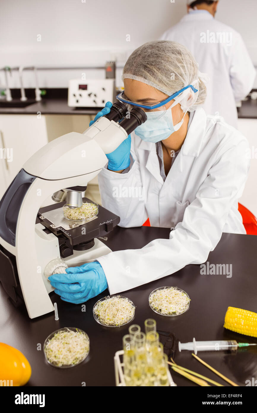 Food scientist looking at petri dish under microscope Stock Photo - Alamy