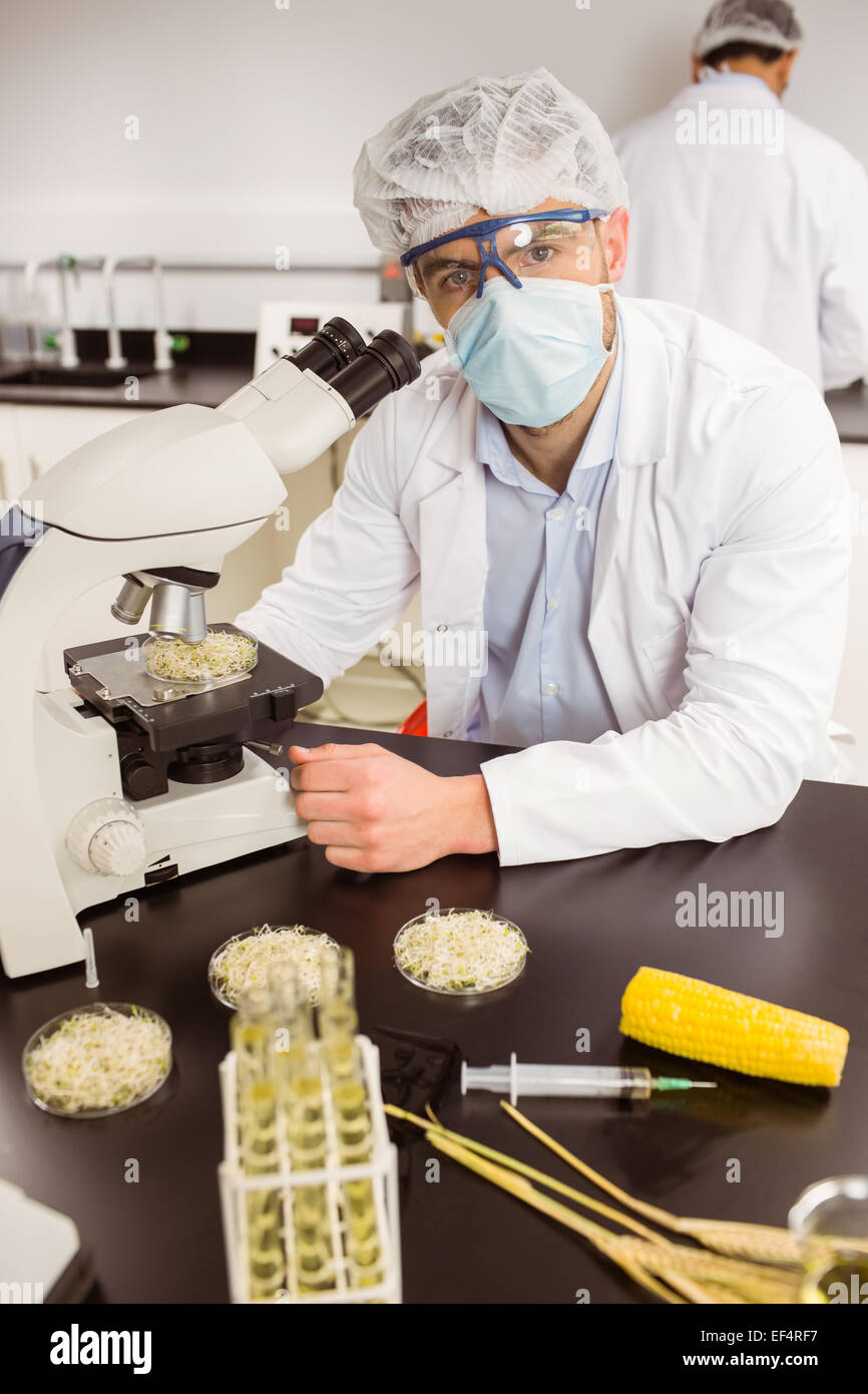 Food scientist looking at petri dish under microscope Stock Photo - Alamy