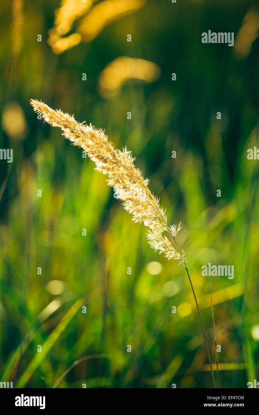 Dry Green Grass Field In Sunset Sunlight. Beautiful Yellow Sunrise ...
