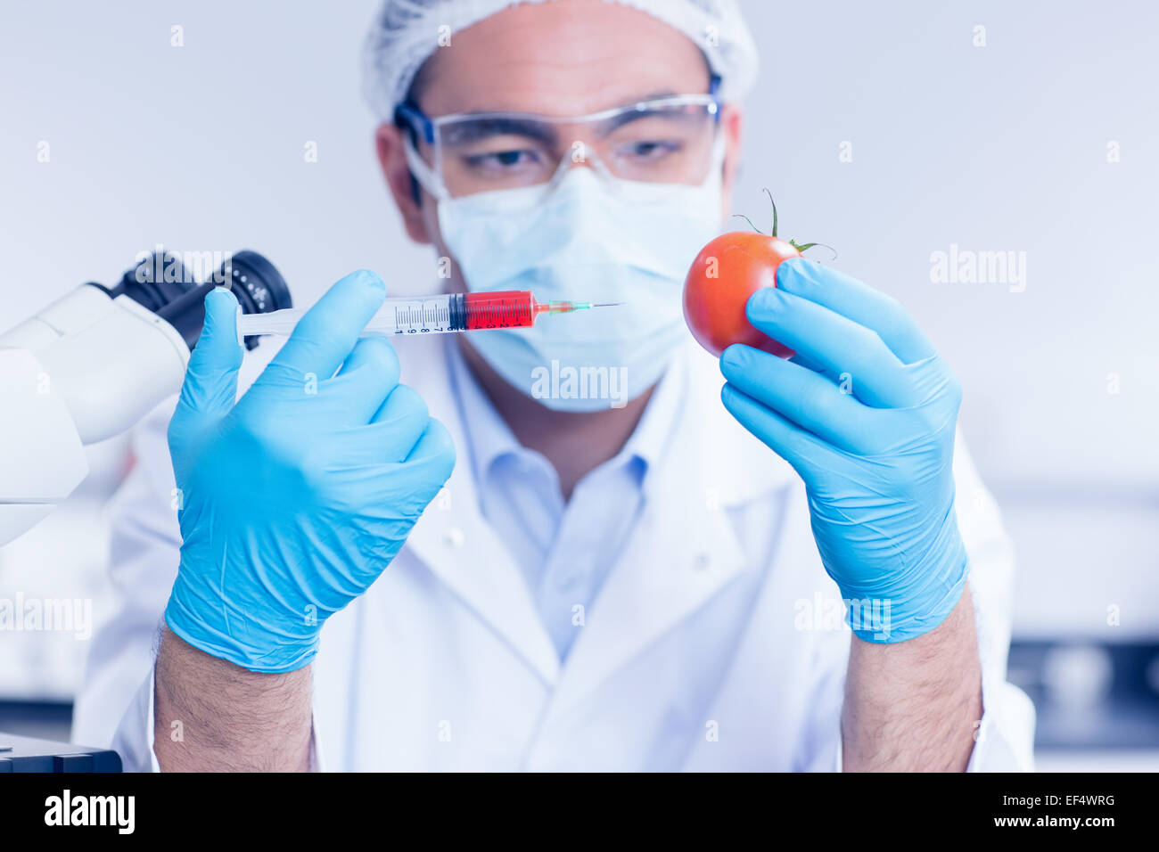 Food scientist injecting a tomato Stock Photo - Alamy