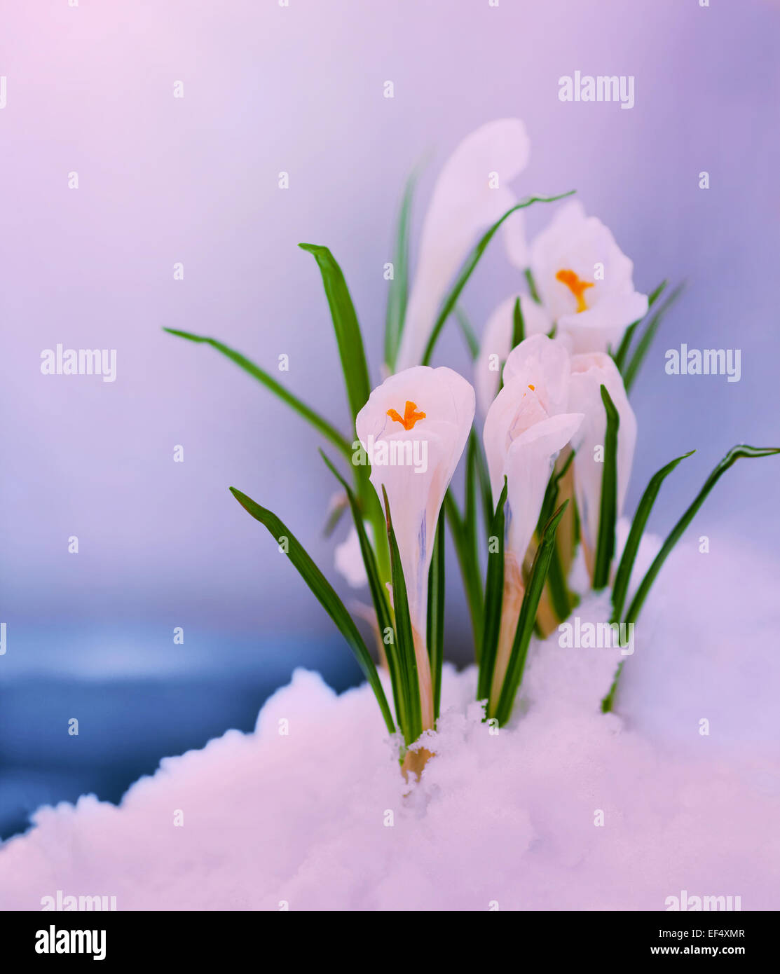 Elegant white crocus flowers hi-res stock photography and images - Alamy