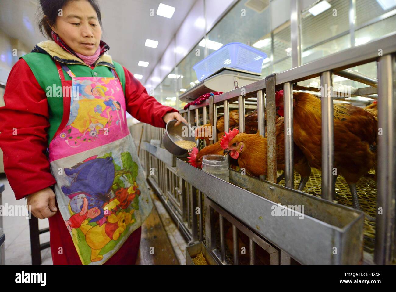 Shanghai chickens hi-res stock photography and images - Alamy