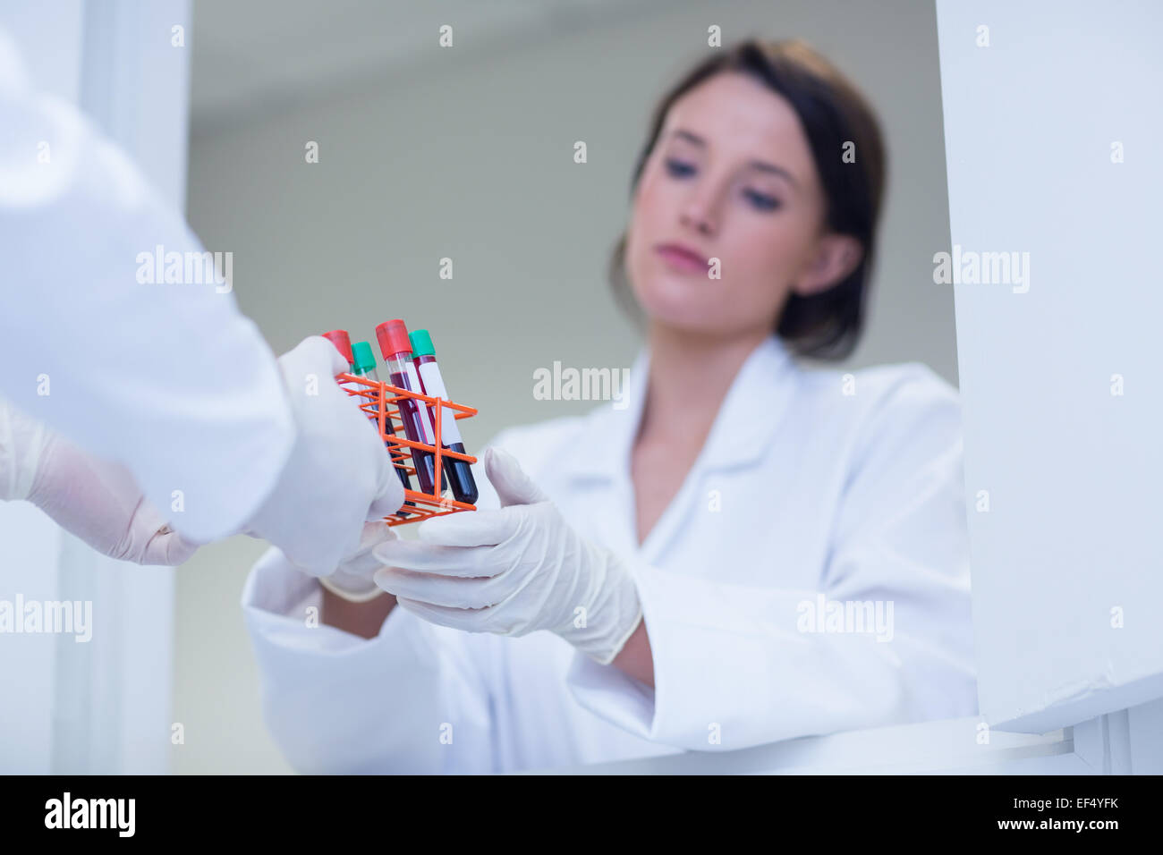 Biologist giving blood sample to his colleague Stock Photo - Alamy