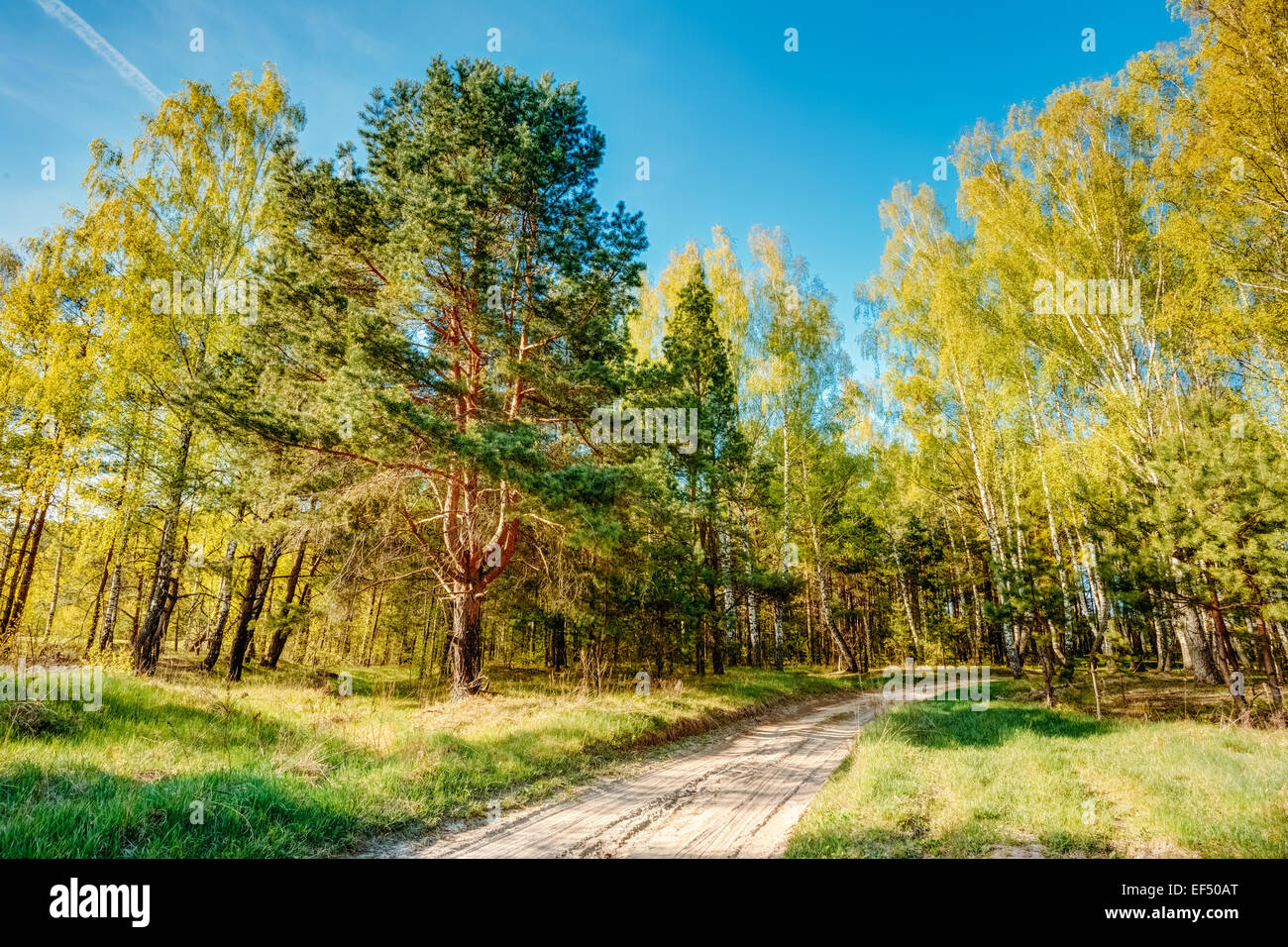 Path Road Way Pathway With Trees On Sunny Day In Summer Forest ...