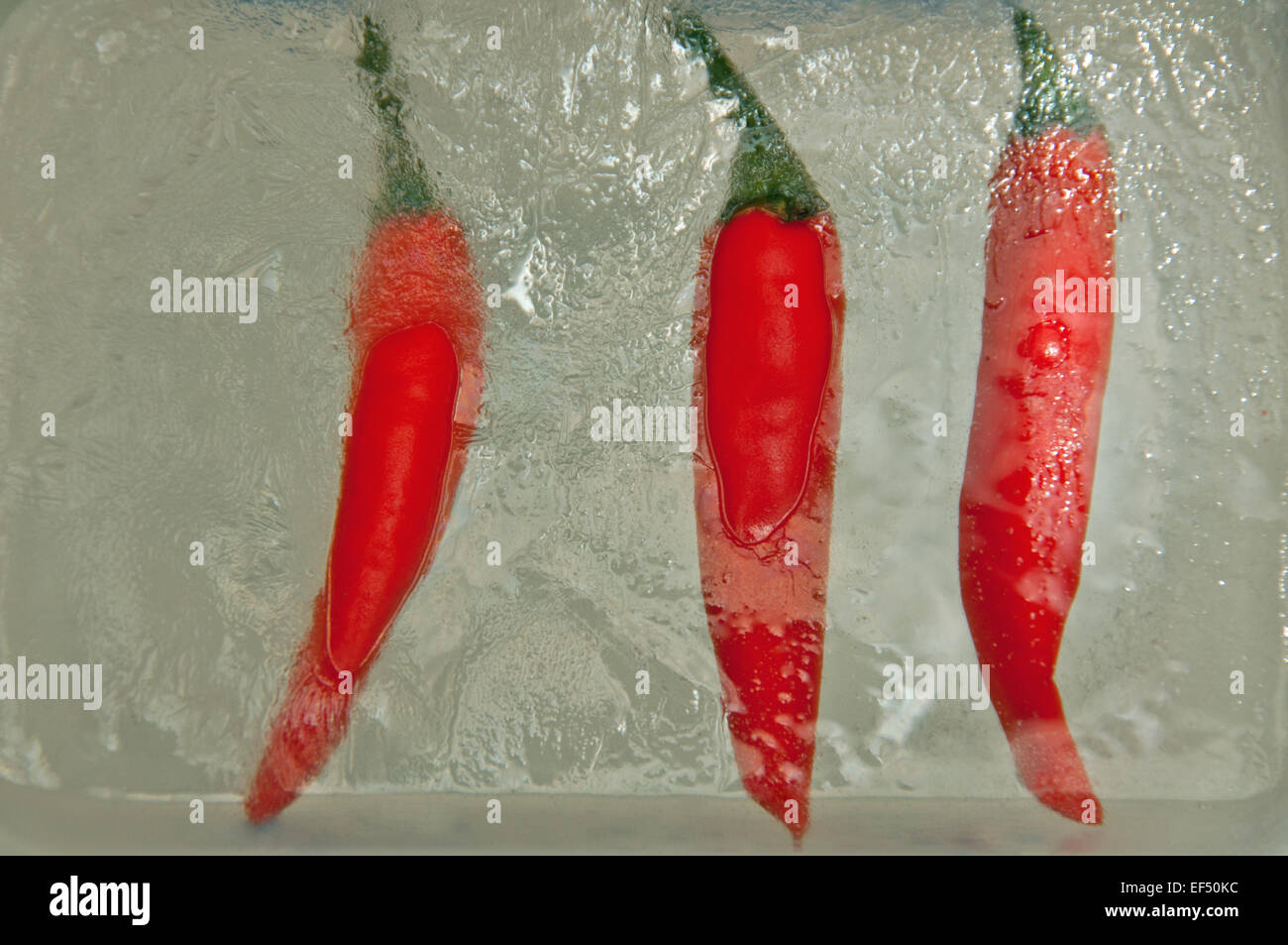 Frozen Bird's eye chillies suspended in ice Stock Photo - Alamy
