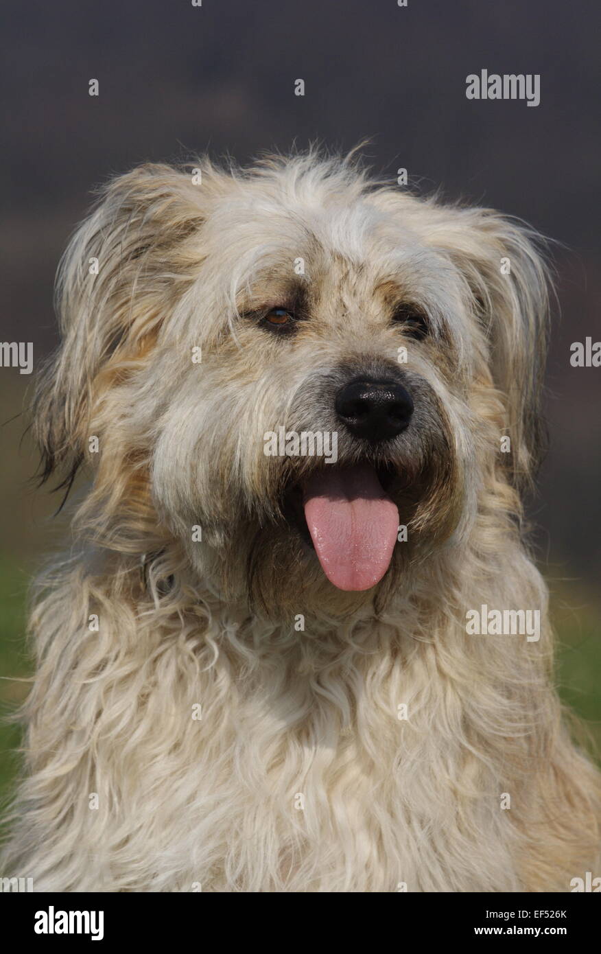 Perro pastor catalan hi-res stock photography and images - Alamy