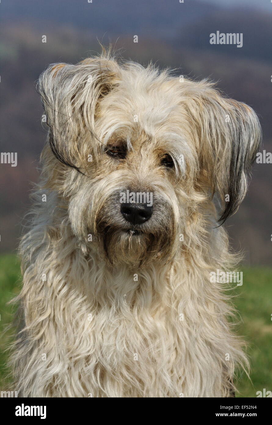 Hund mischling hi-res stock photography and images - Alamy