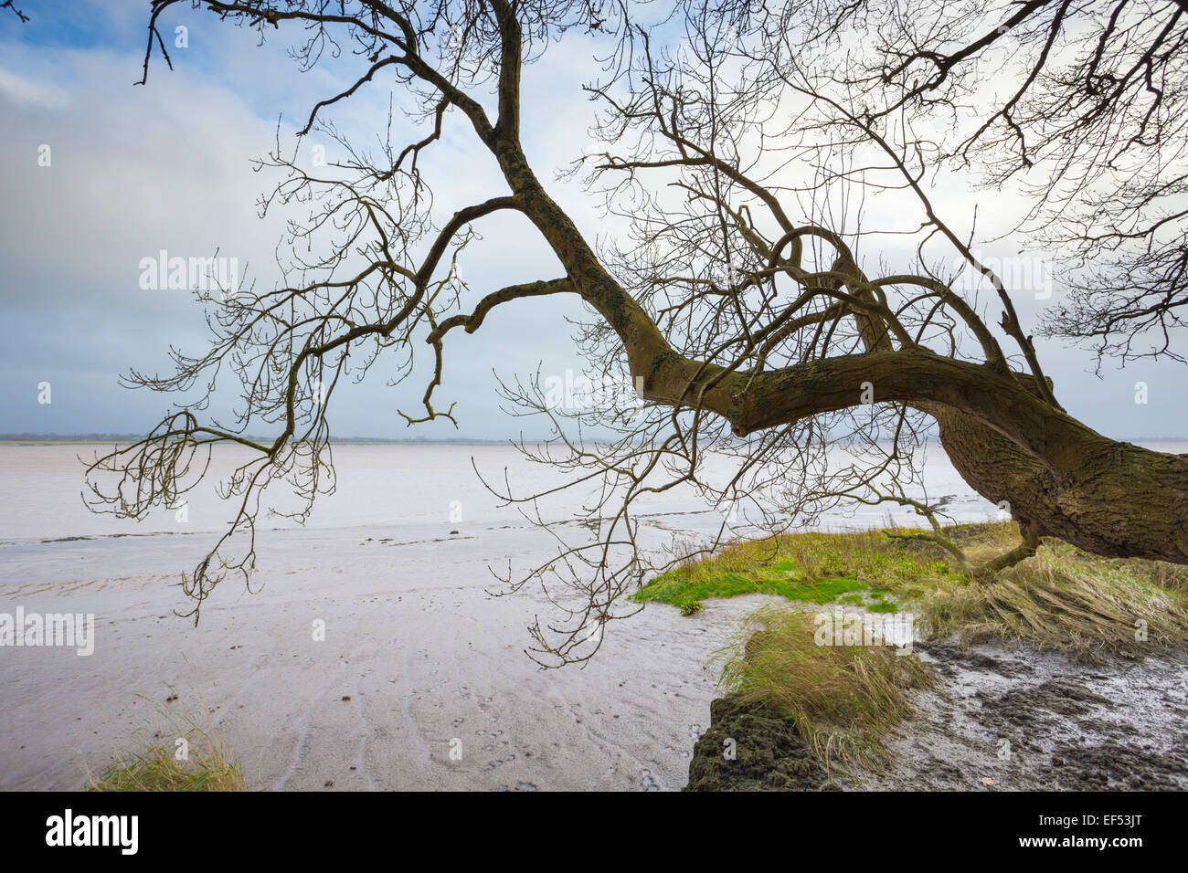 Shoreline of river hi-res stock photography and images - Alamy