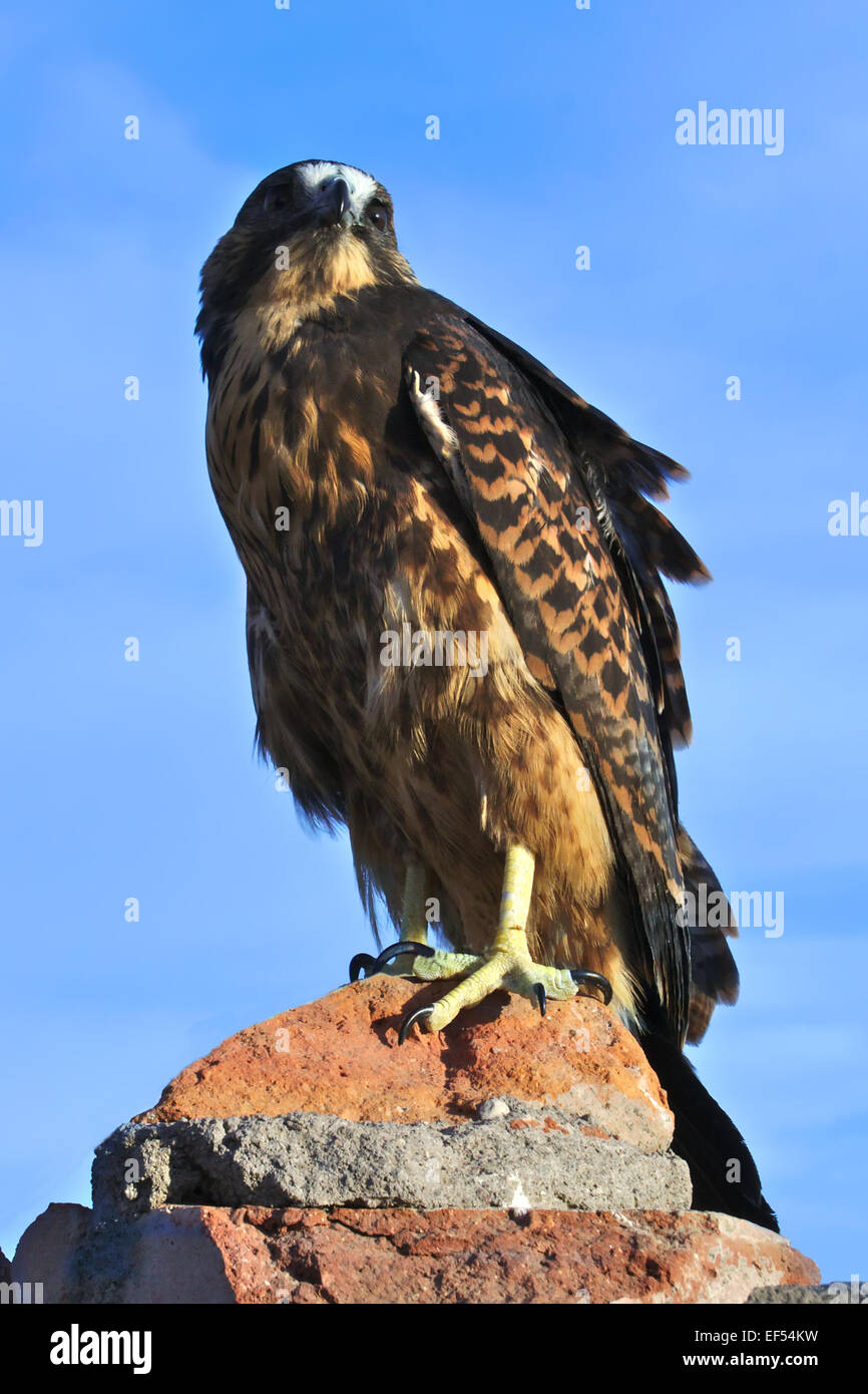Falcon feather hi-res stock photography and images - Alamy