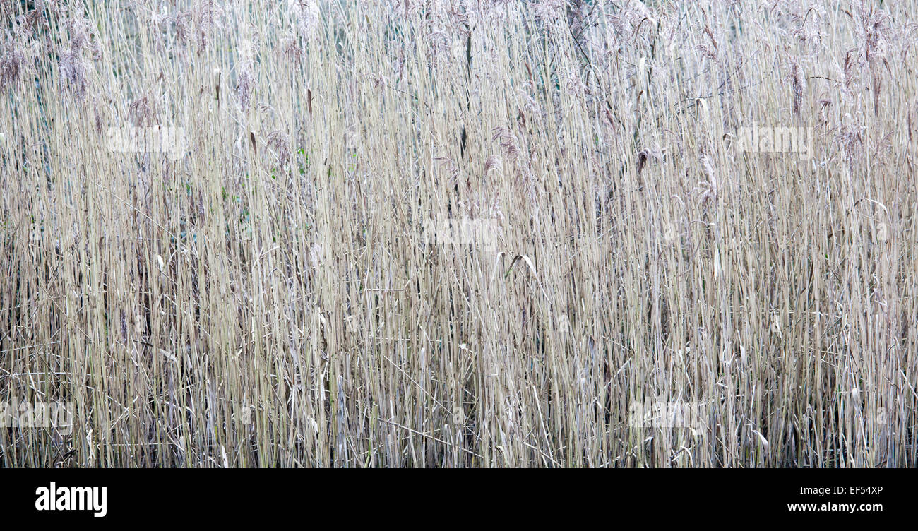 Reed bed background hi-res stock photography and images - Alamy