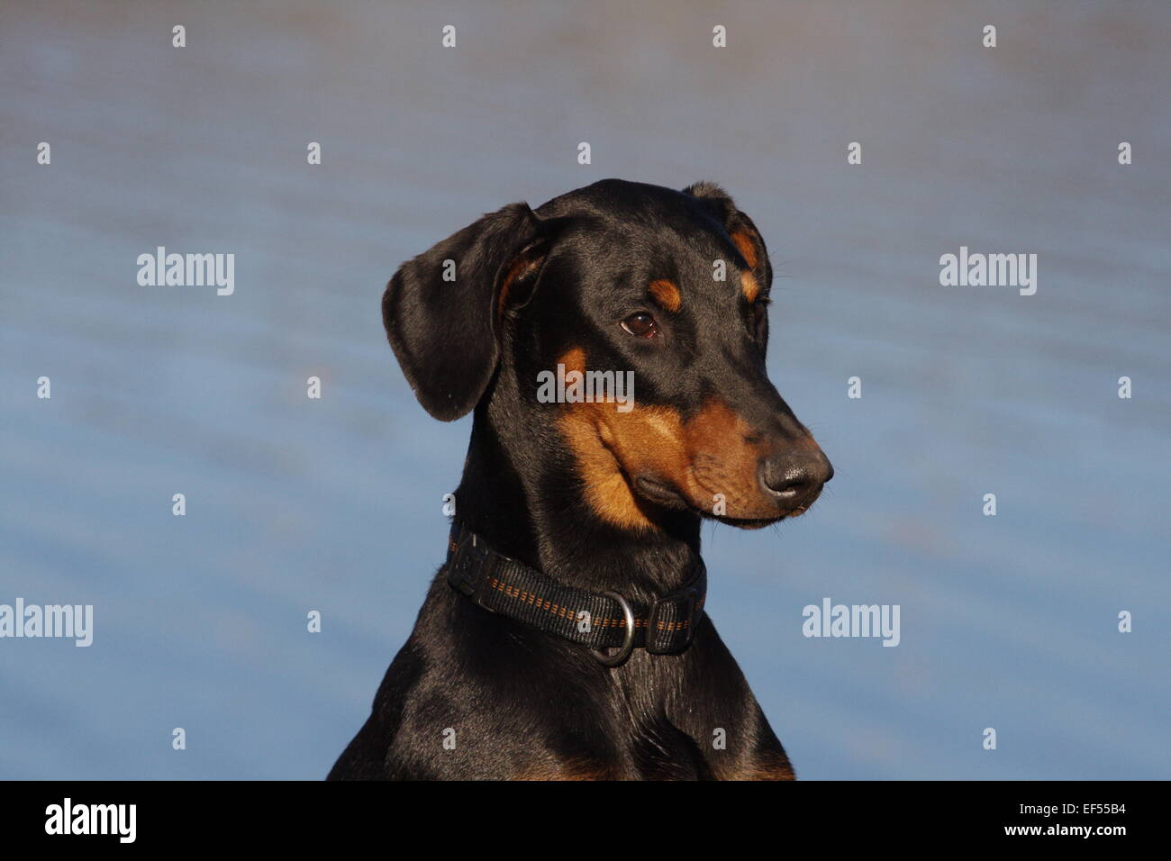 Dobermann alt liegt am hi-res stock photography and images - Alamy