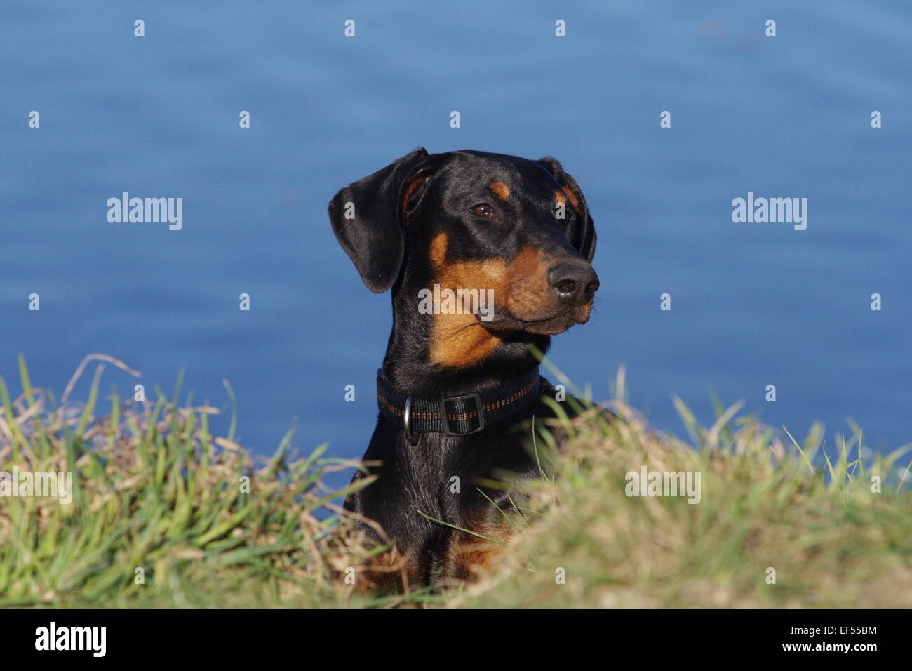 Dobermann alt liegt am hi-res stock photography and images - Alamy