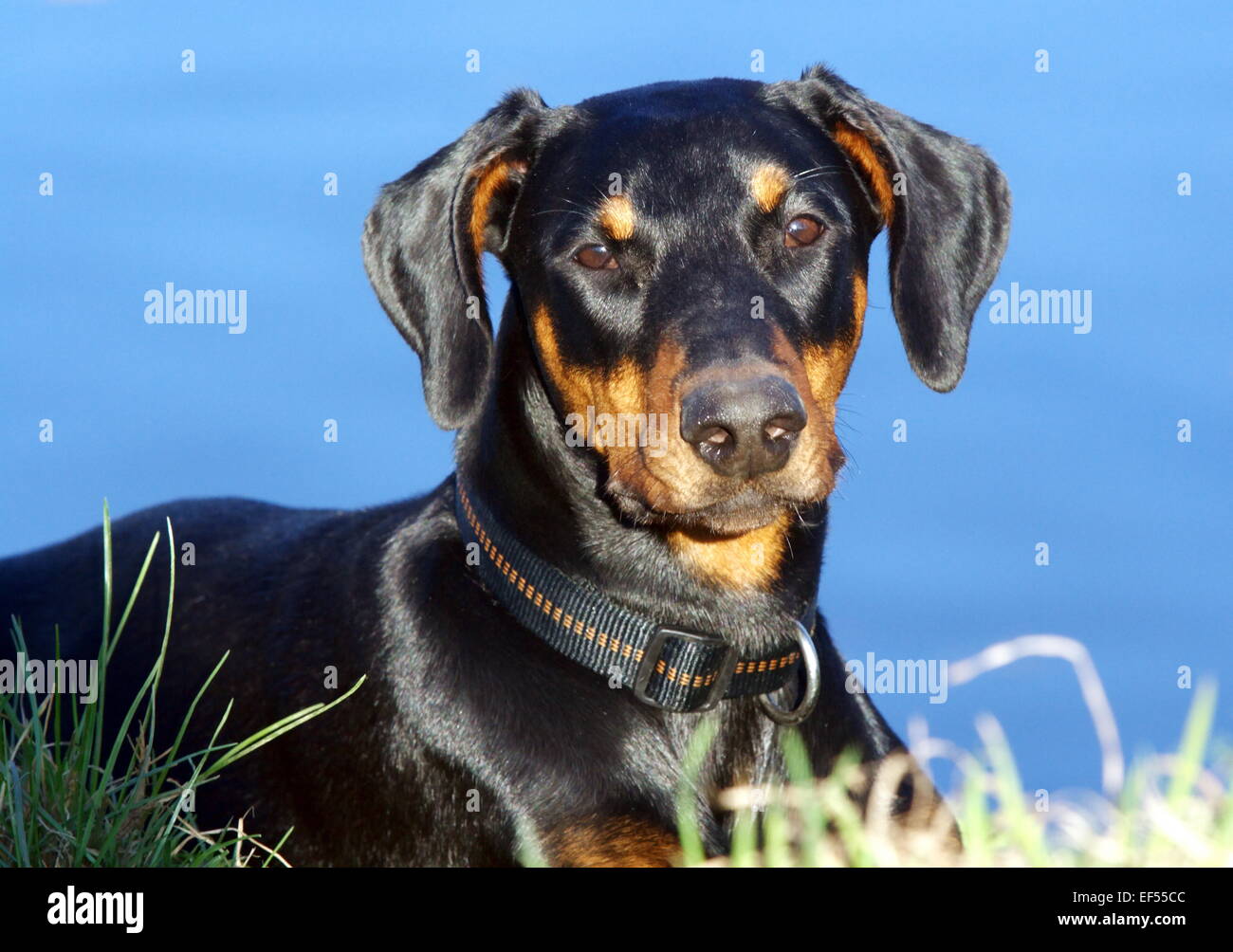 Dobermann alt liegt am hi-res stock photography and images - Alamy