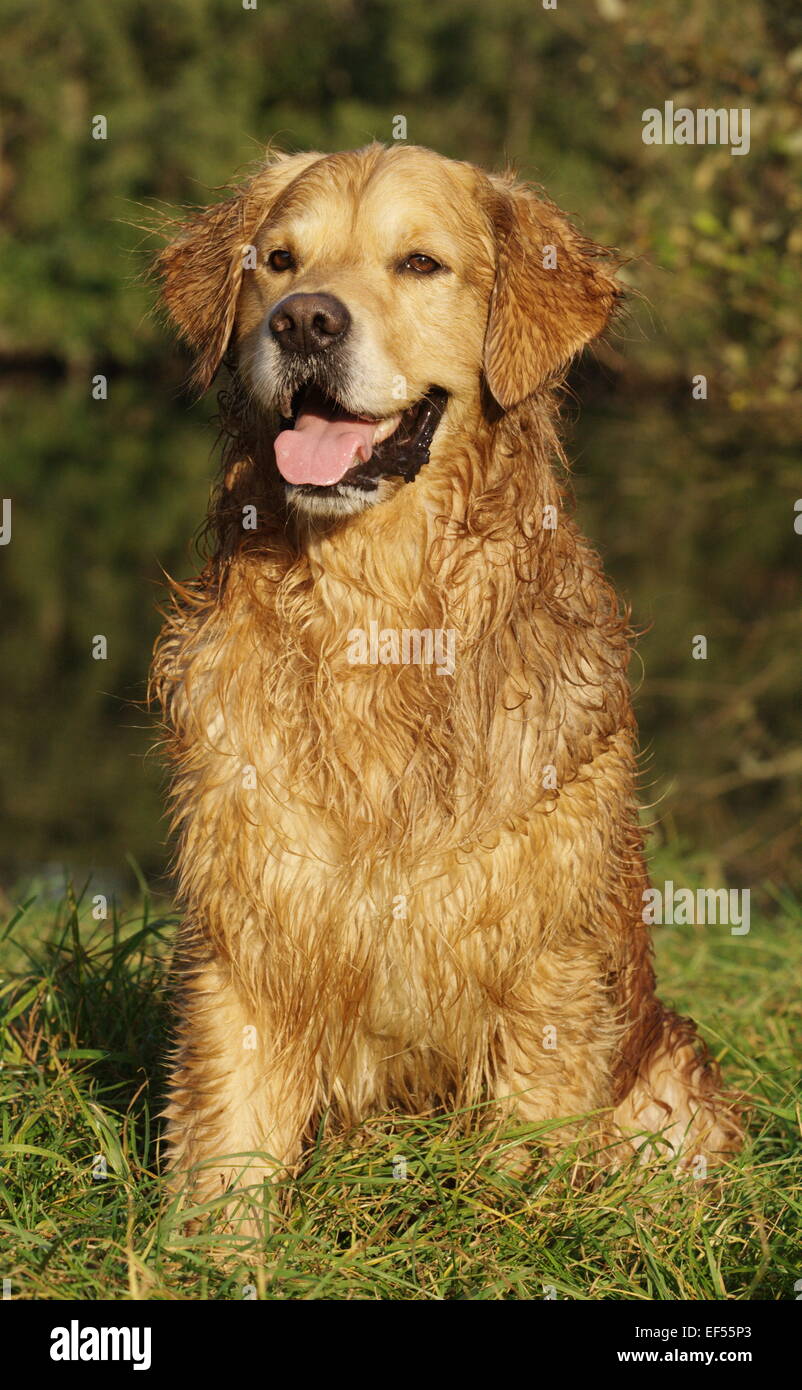 Hund golden retriever hi-res stock photography and images - Alamy