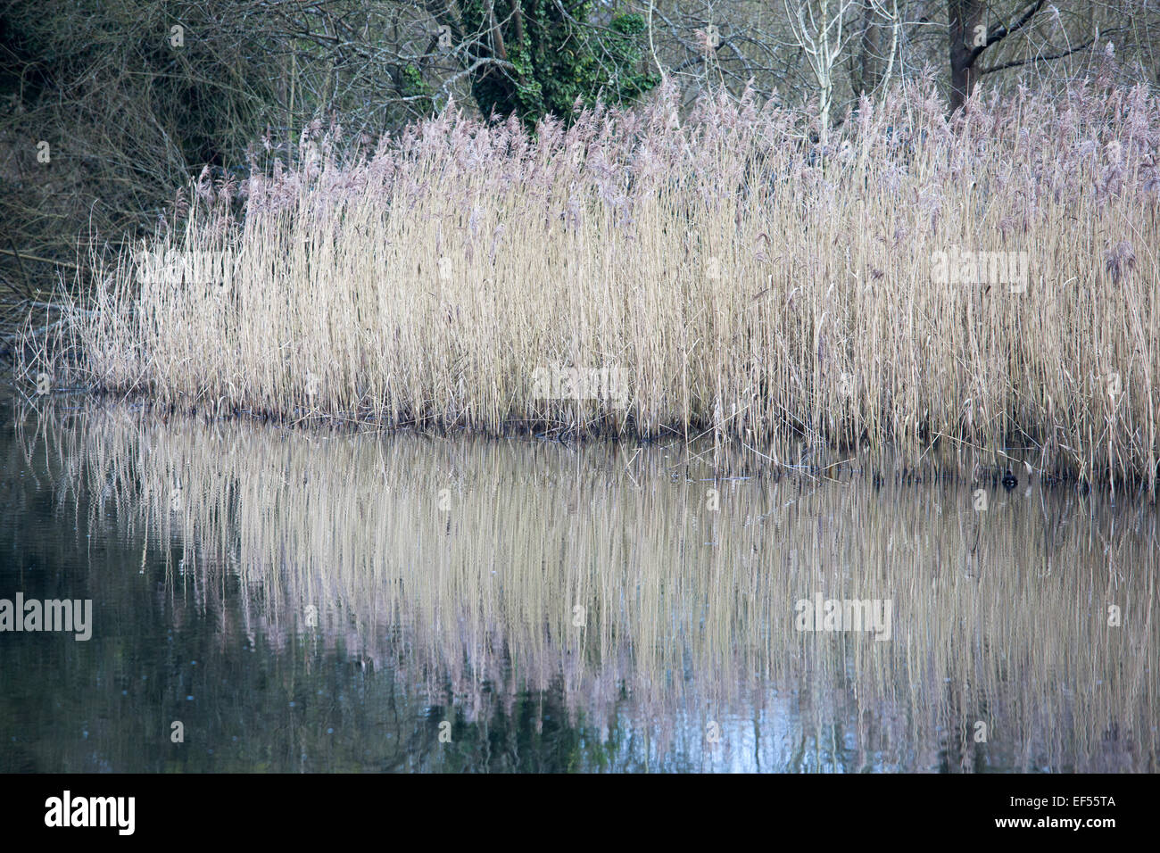 Reed canal park hi-res stock photography and images - Alamy